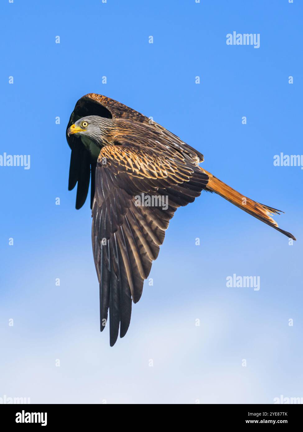 Red Kite, Milvus milvus, bird in flight Stock Photo - Alamy