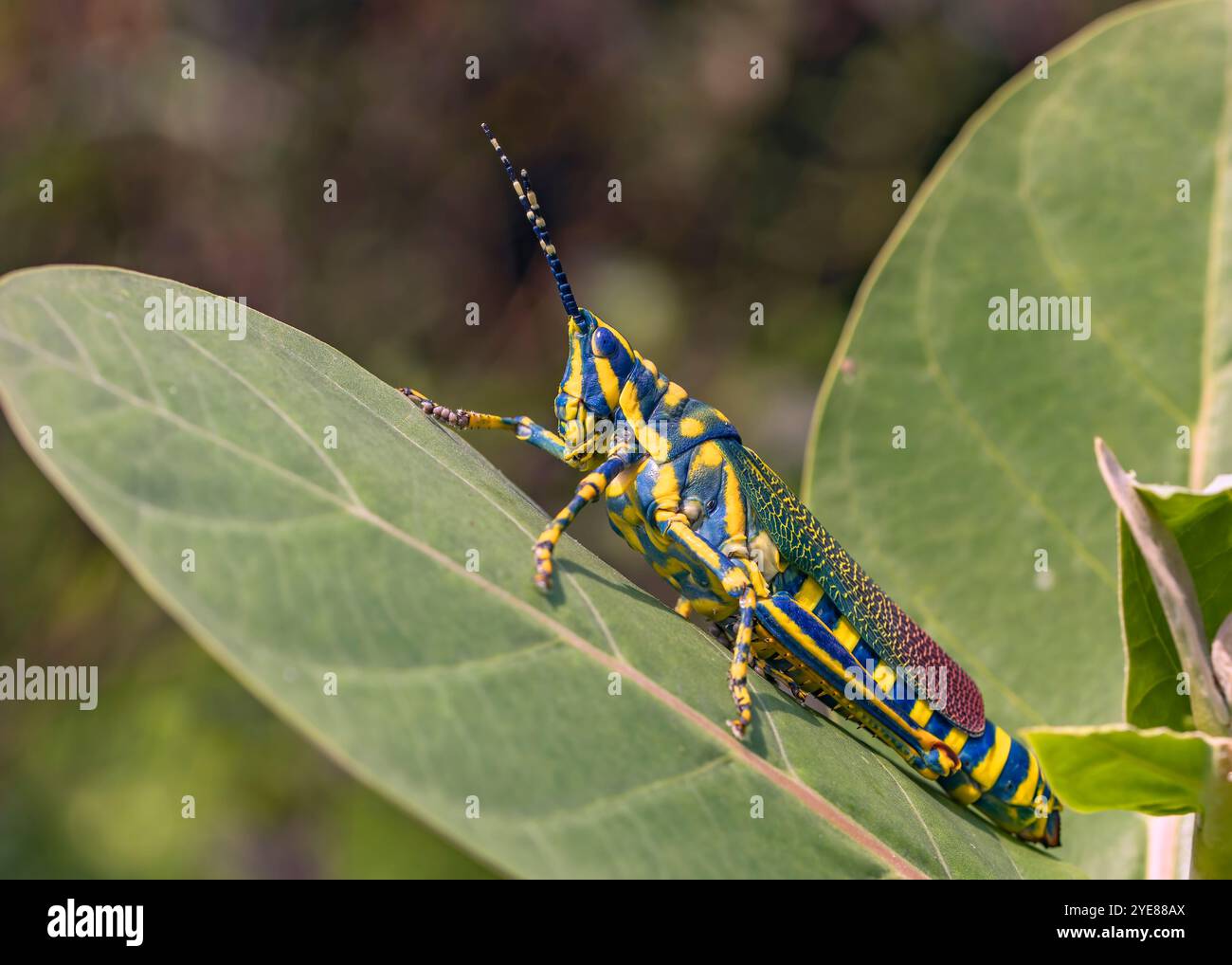 Ovalekarwadi hi-res stock photography and images - Alamy