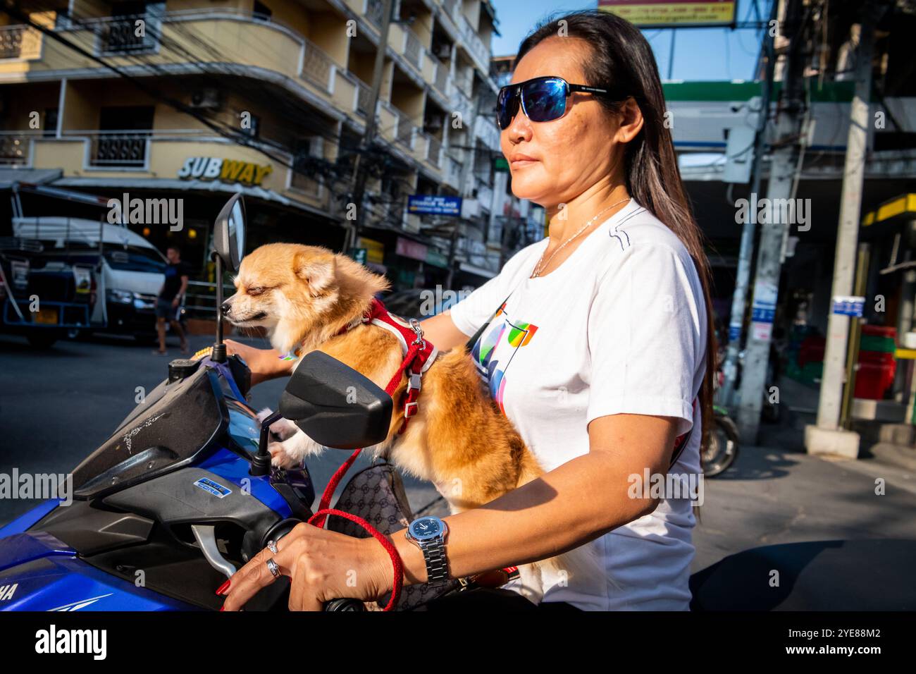 A young Thai lady makes her way along Soi Buakhao Pattaya Thailand with her pet dog sat on the ...