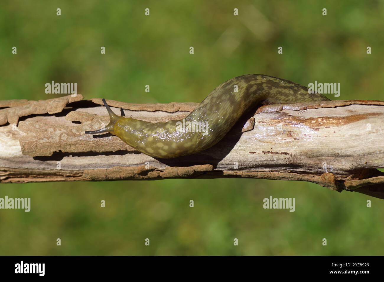 Limax family hi-res stock photography and images - Alamy