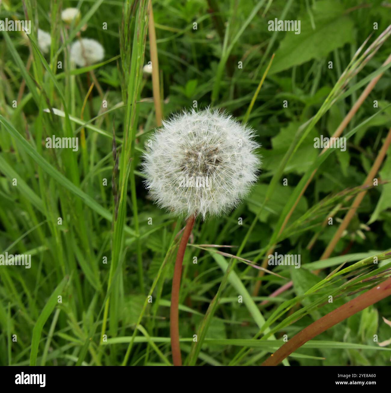 Pappus clad fruits hi-res stock photography and images - Alamy