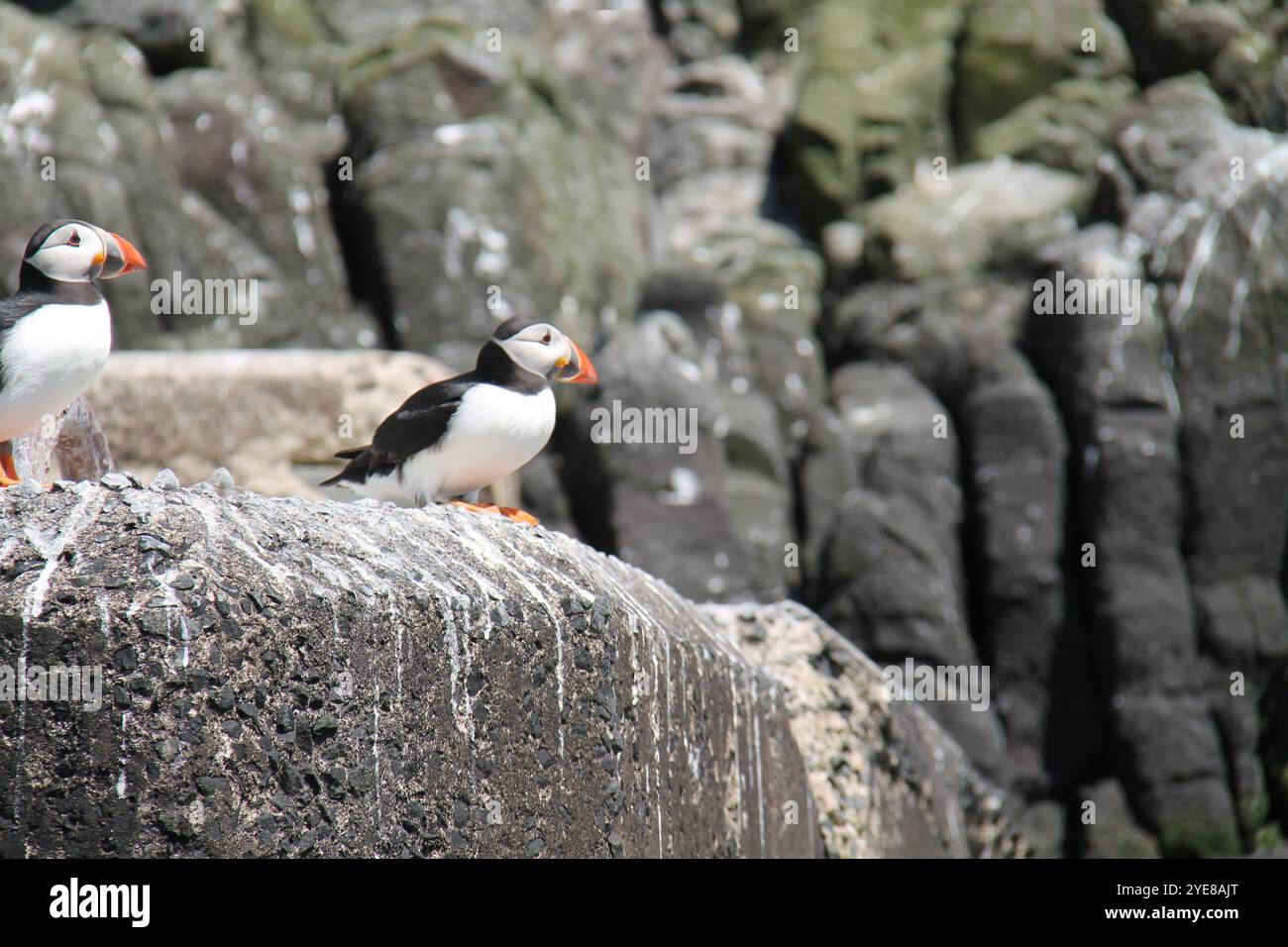 Two birds on a cliff hi-res stock photography and images - Alamy