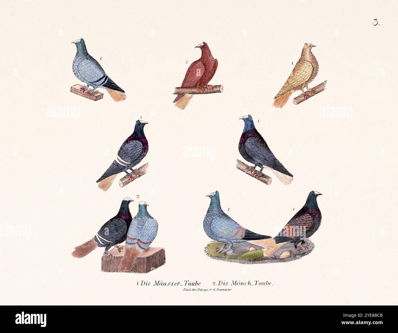 Vintage pigeon illustrations from a German book on pigeon breeding ...