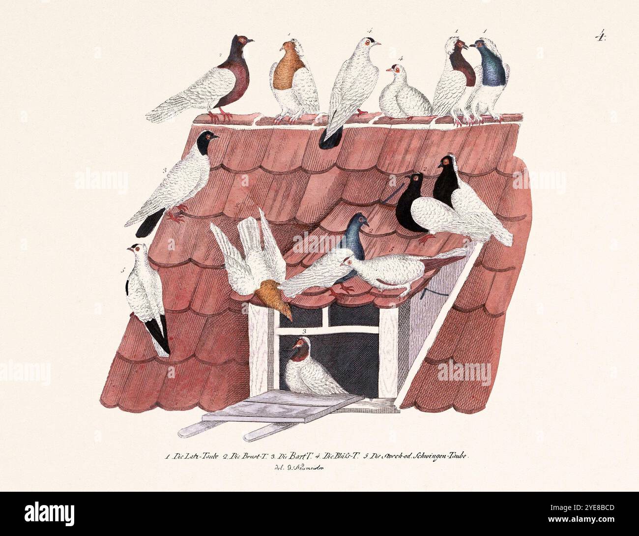 Vintage pigeon illustrations from a German book on pigeon breeding ...