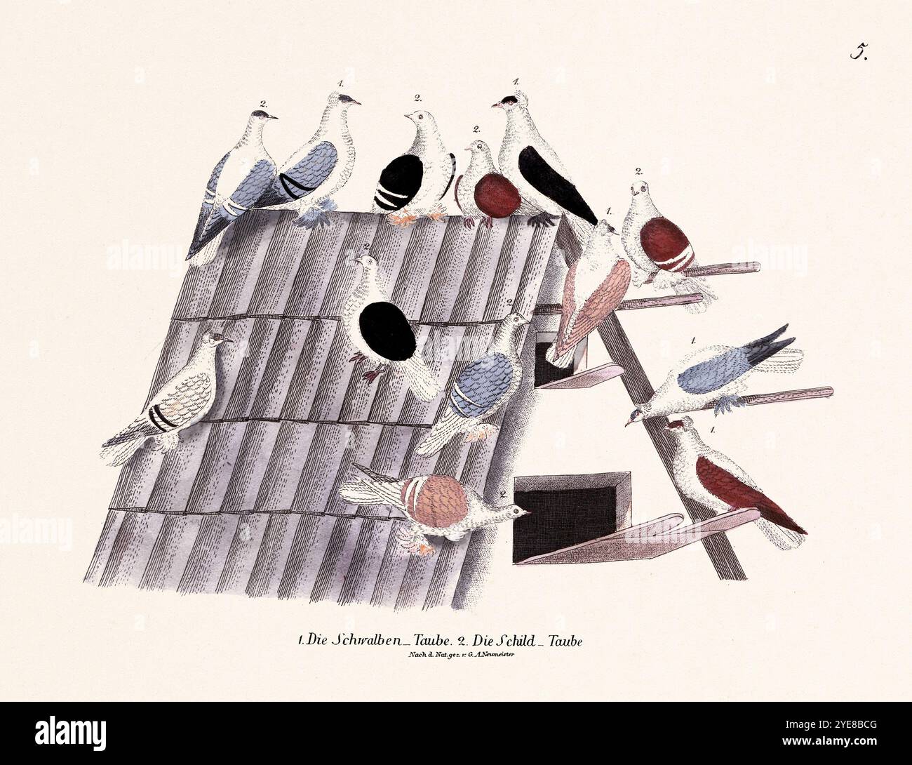 Vintage pigeon illustrations from a German book on pigeon breeding ...