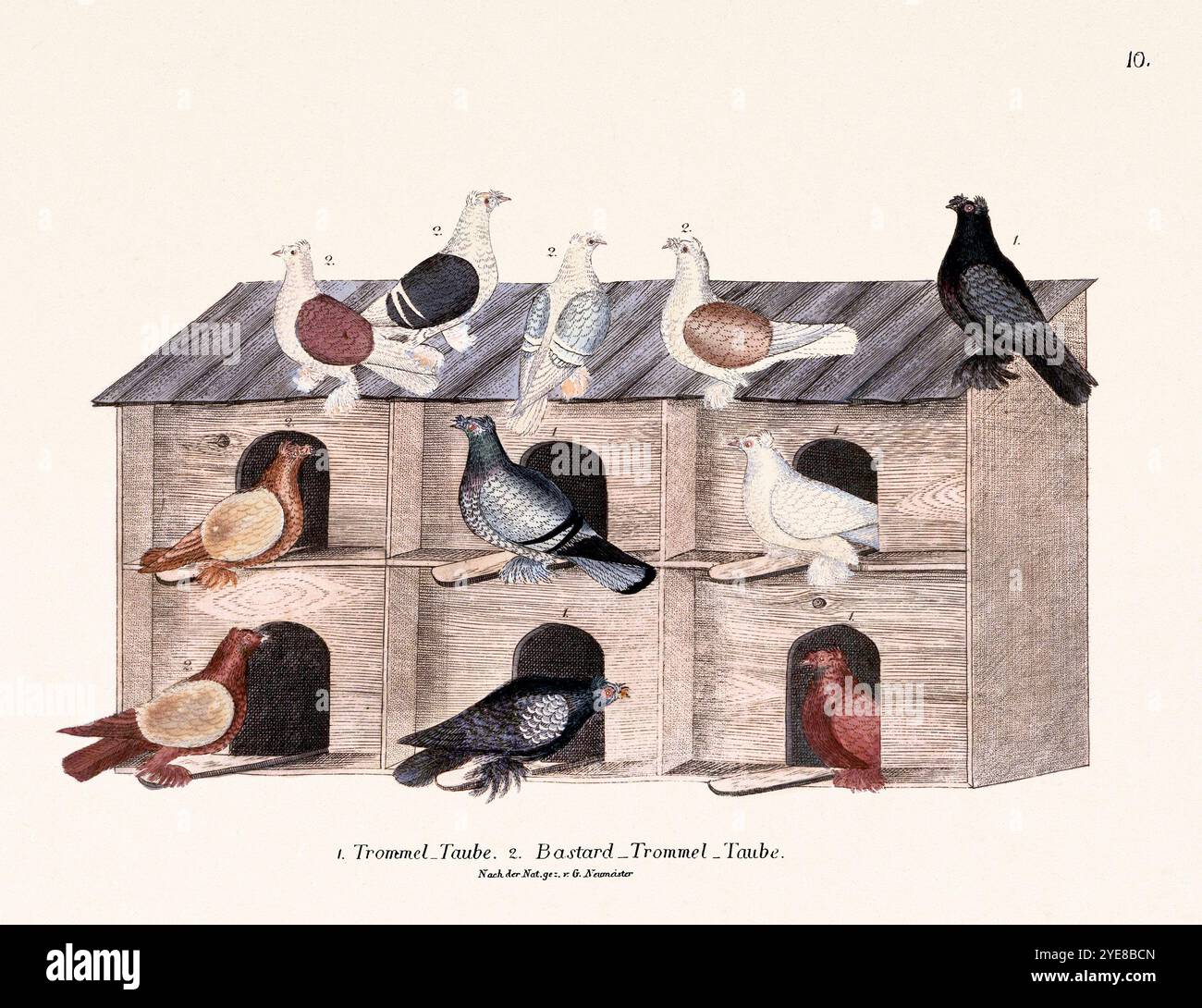 Vintage pigeon illustrations from a German book on pigeon breeding ...