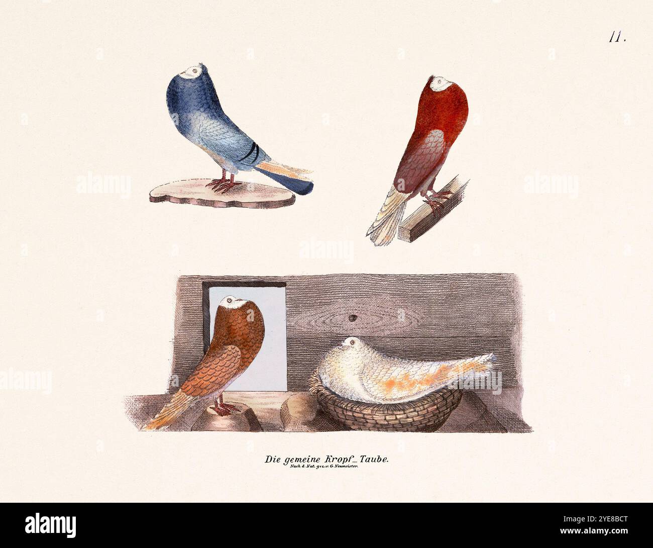 Vintage pigeon illustrations from a German book on pigeon breeding ...