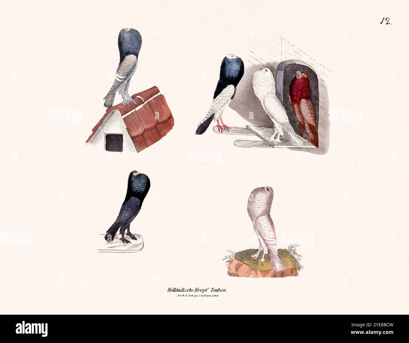 Vintage pigeon illustrations from a German book on pigeon breeding ...