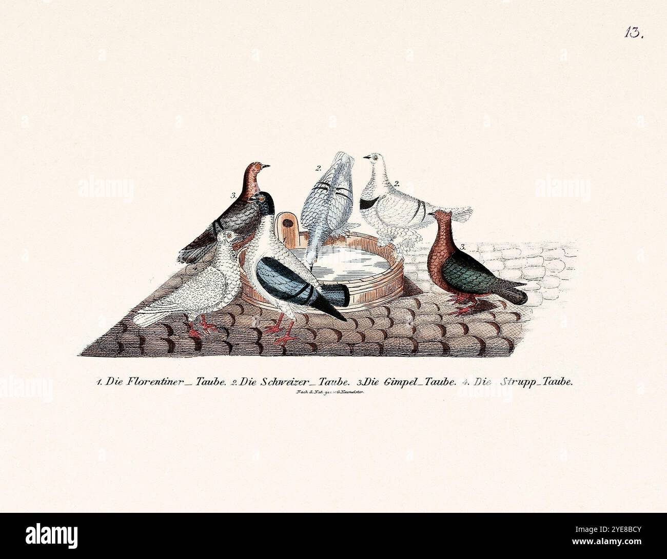 Historical species documentation hi-res stock photography and images ...