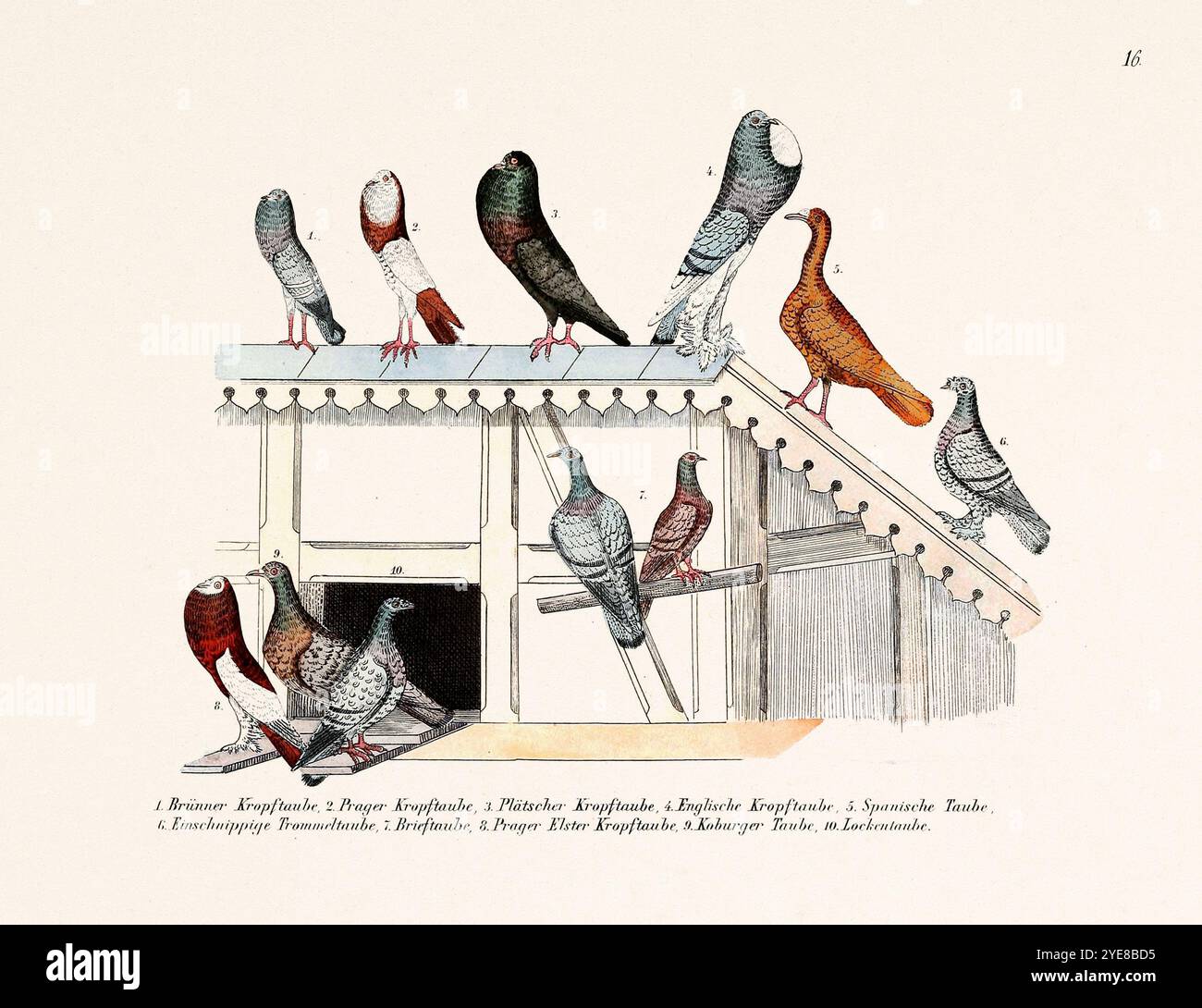 Vintage pigeon illustrations from a German book on pigeon breeding ...