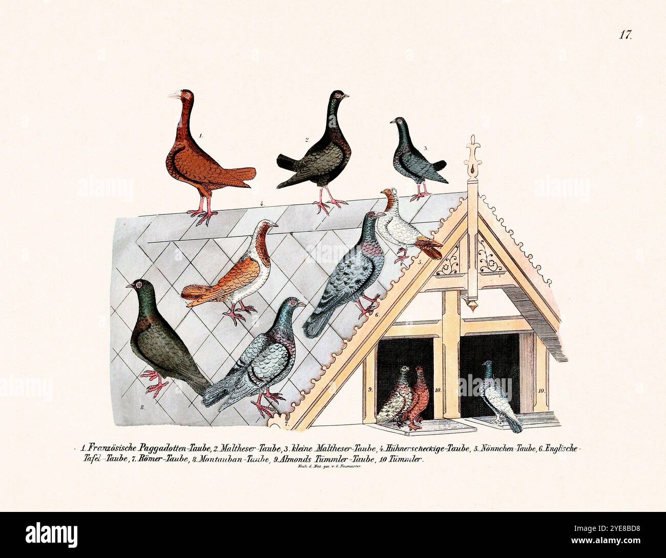 Vintage pigeon illustrations from a German book on pigeon breeding ...