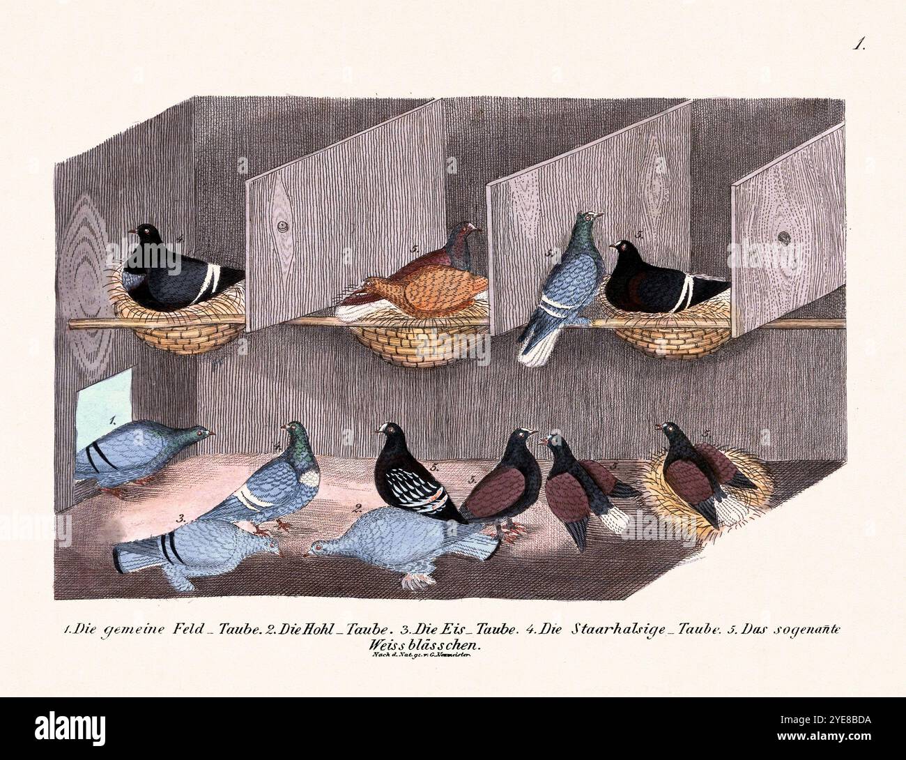Vintage pigeon illustrations from a German book on pigeon breeding ...
