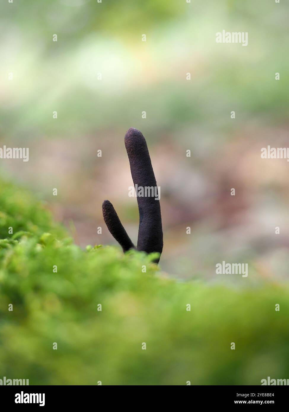 Dead mans fingers fungus xylaria hi-res stock photography and images ...