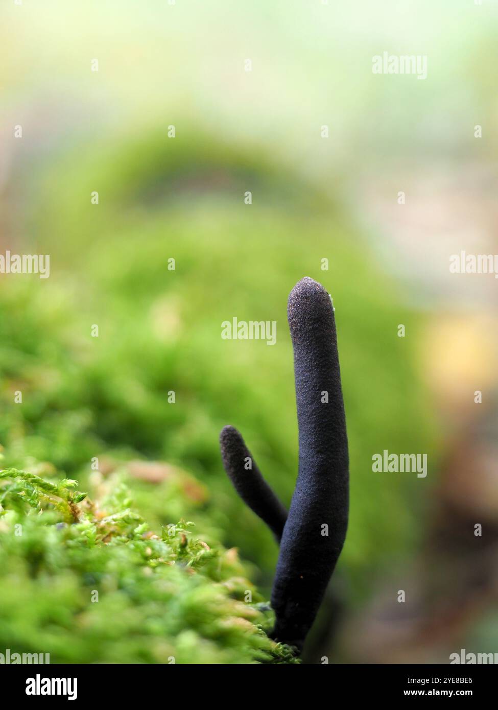 Dead mans fingers fungus xylaria hi-res stock photography and images ...