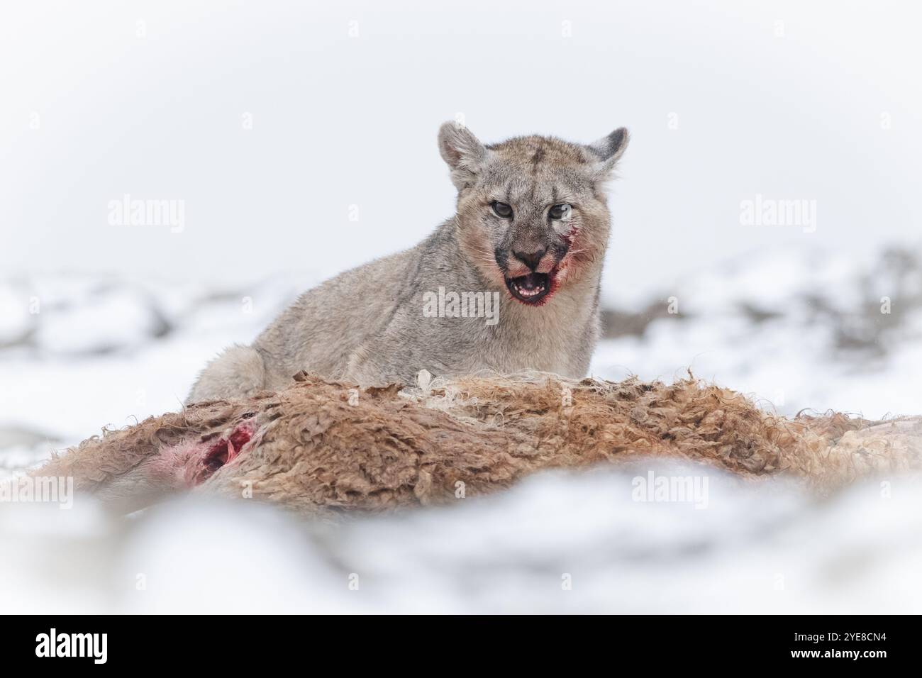 A Puma cub feeding on a Guanaco kill on a snowy day near Torres del ...