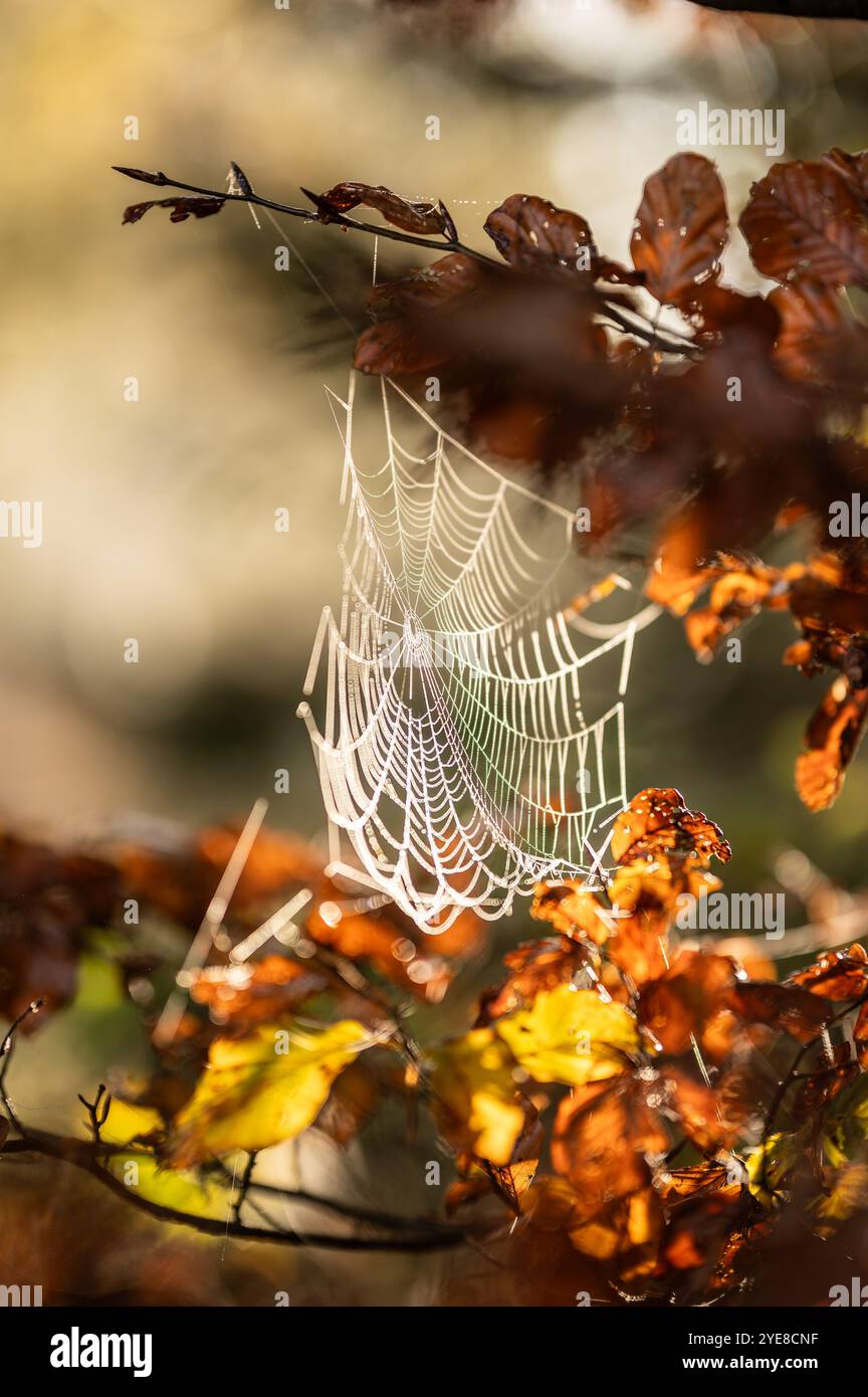 30 October 2024, Baden-Württemberg, Rottweil: A spider's web hangs from ...