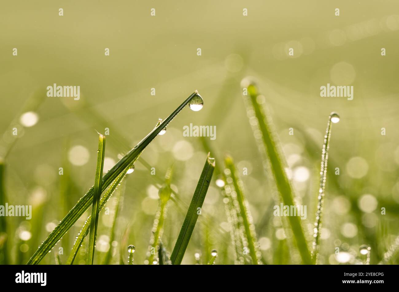 30 October 2024, Baden-Württemberg, Rottweil: Drops of water hang on ...