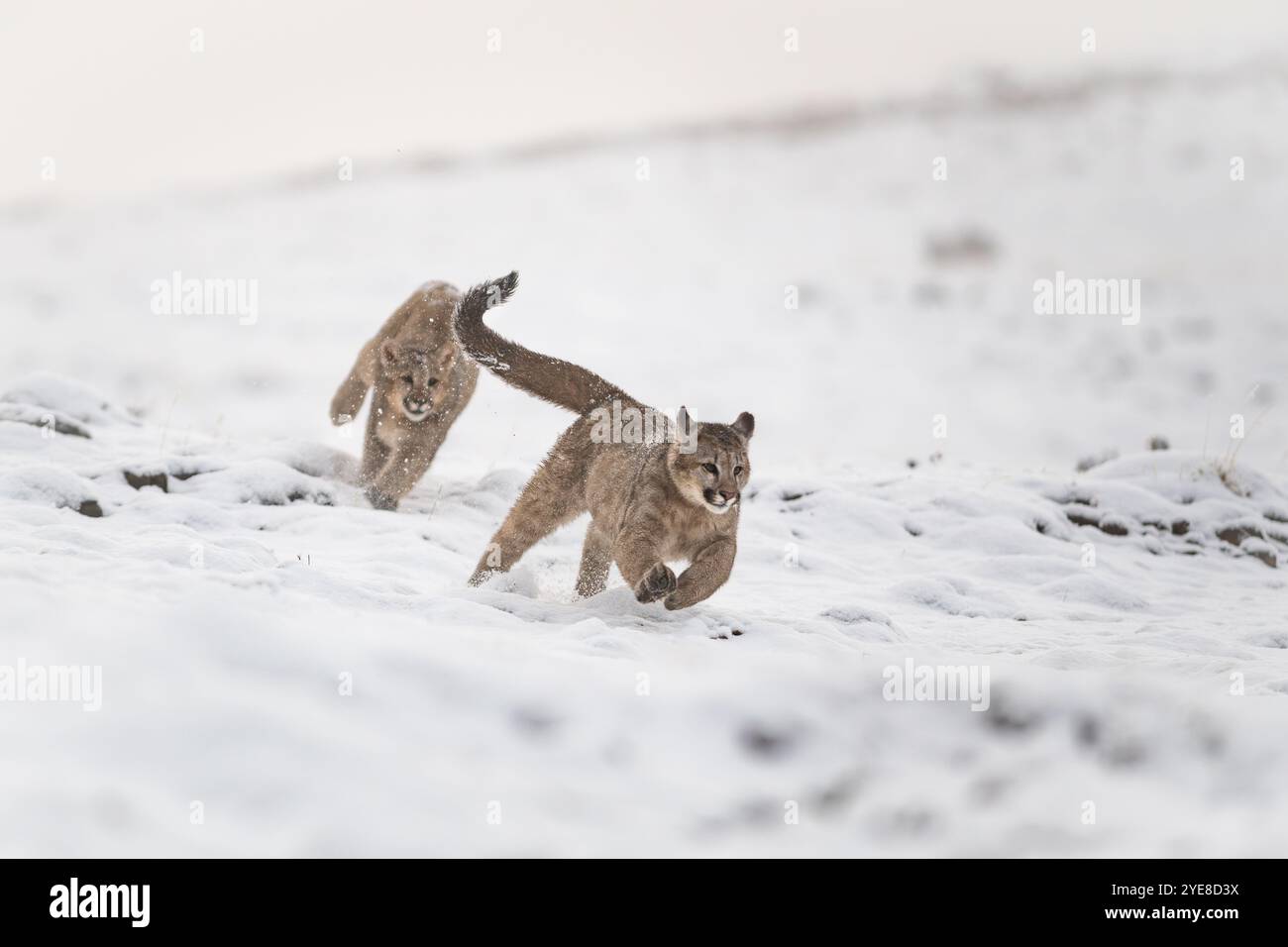 Puma running torres del paine hi-res stock photography and images - Alamy