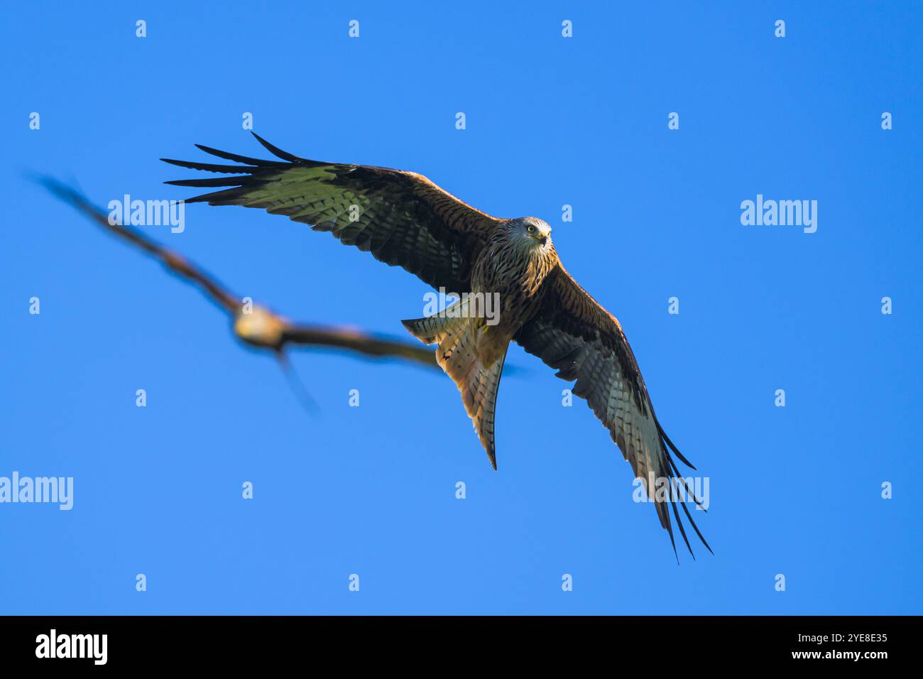 Eagle flying in red blue hi-res stock photography and images - Alamy