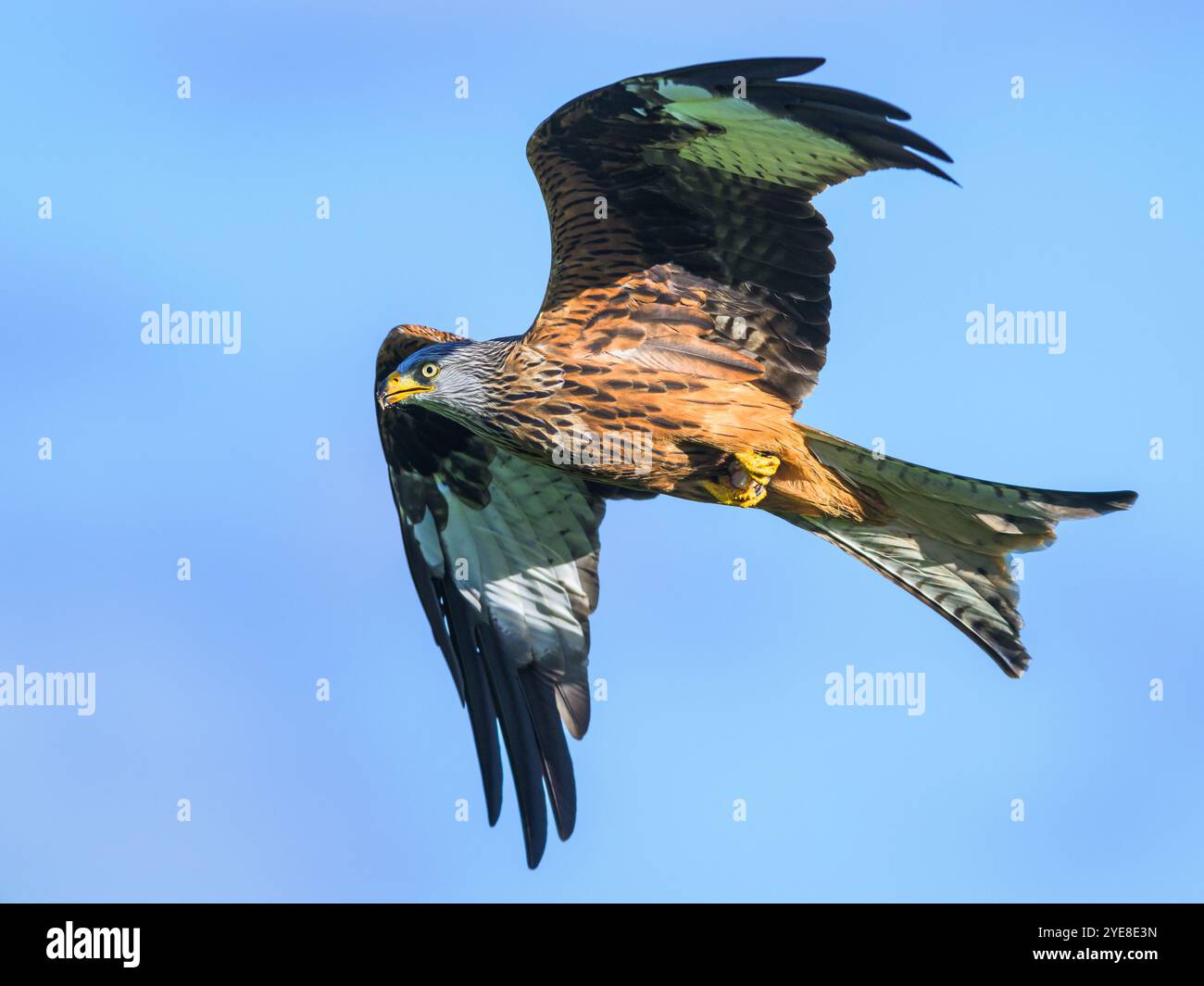 Red Kite, Milvus milvus, bird in flight Stock Photo - Alamy