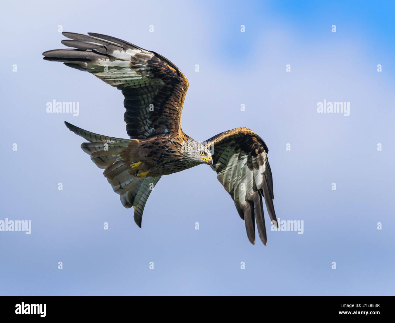 Eagle flying in red blue hi-res stock photography and images - Alamy