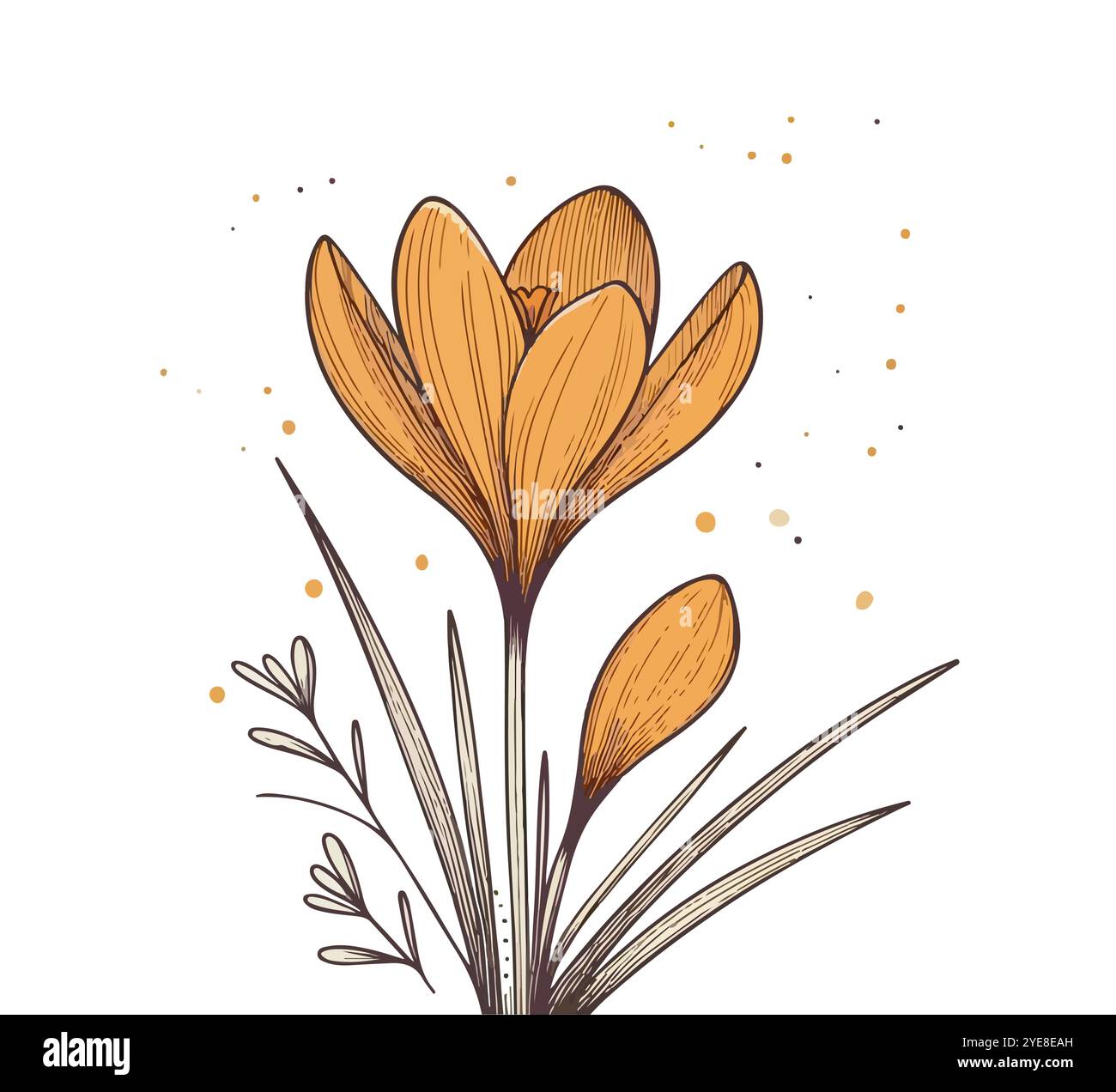 Autumn Crocus hand drawn vintage vector illustration Stock Vector Image ...