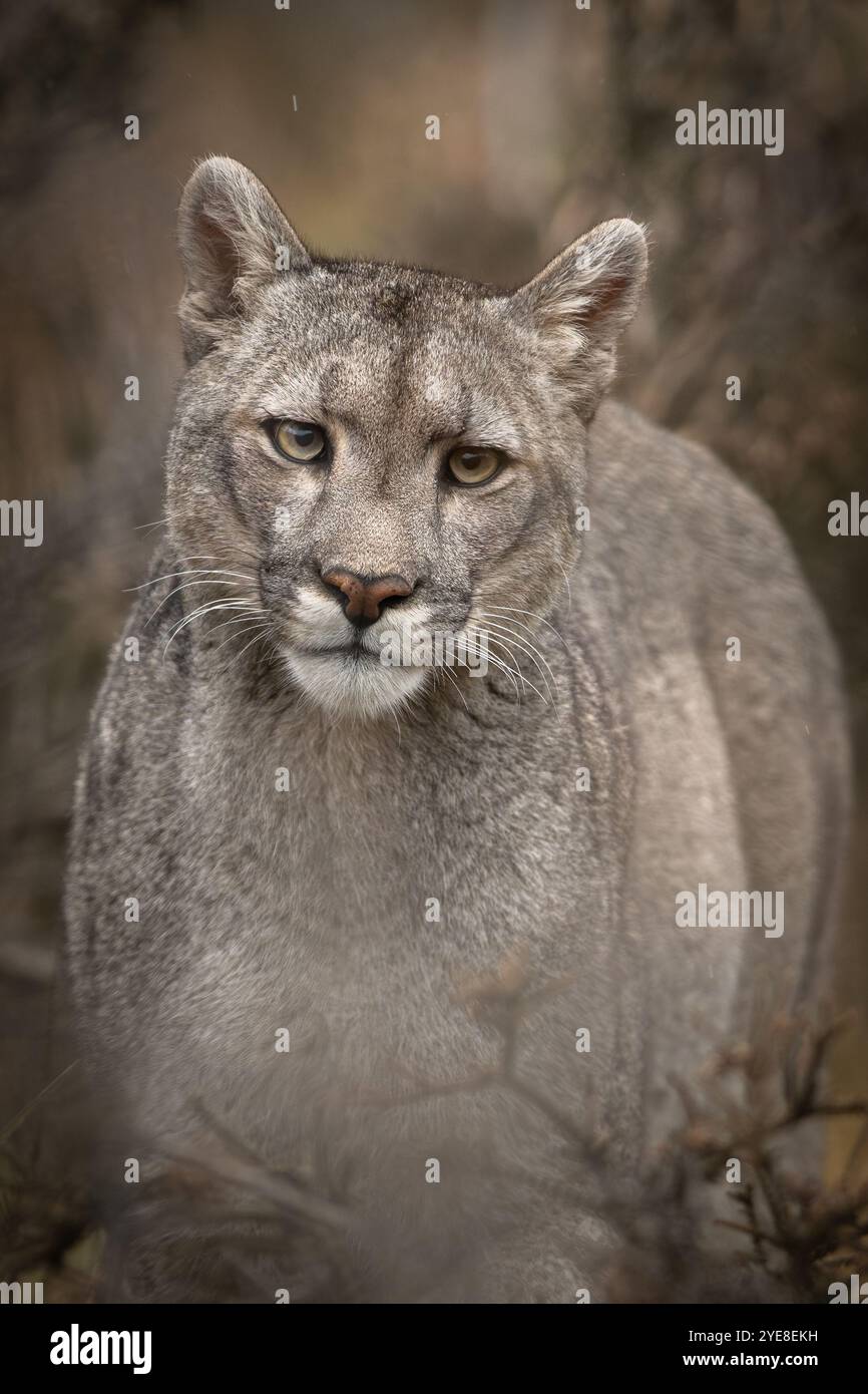 Puma snow torres del paine hi-res stock photography and images - Alamy