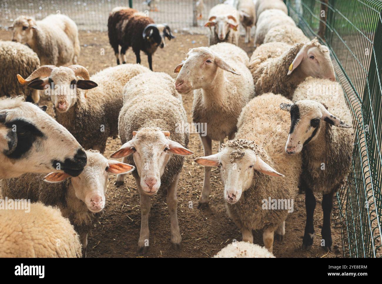 Sheeps behind a fence on a farm Stock Photo - Alamy