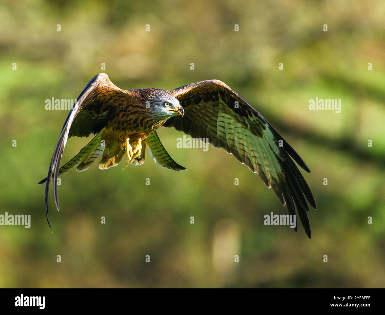 Red Kite, Milvus milvus, bird in flight Stock Photo - Alamy