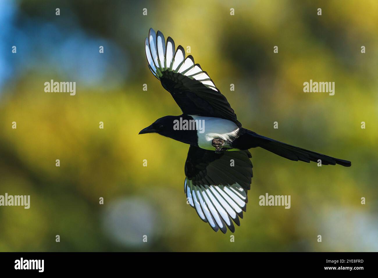 Eurasian Magpie, Pica pica, bird in flight at autumn time Stock Photo ...