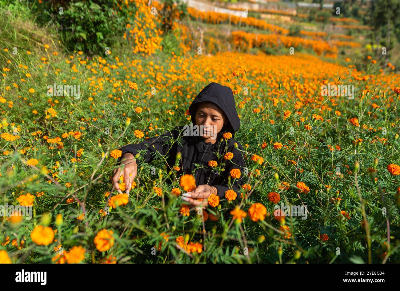 A woman picks marigold flowers for the Tihar festival. Tihar is the ...