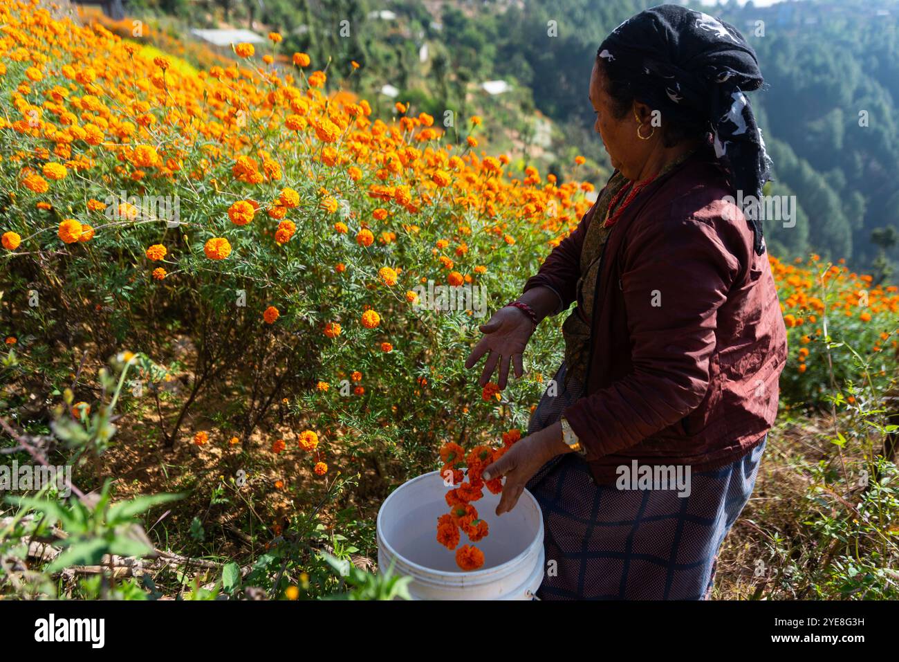 A woman picks marigold flowers for the Tihar festival. Tihar is the ...