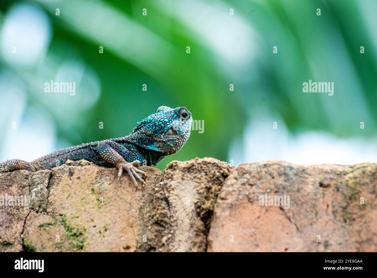 An Agama Lizard playing hide and seek with the camera in Kasangati ...