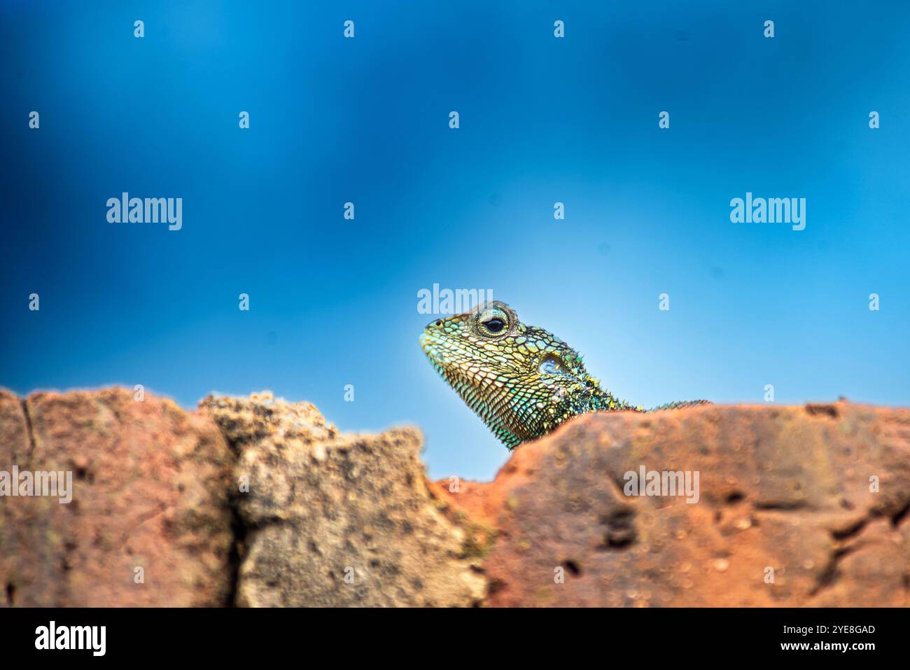 An Agama Lizard playing hide and seek with the camera in Kasangati ...