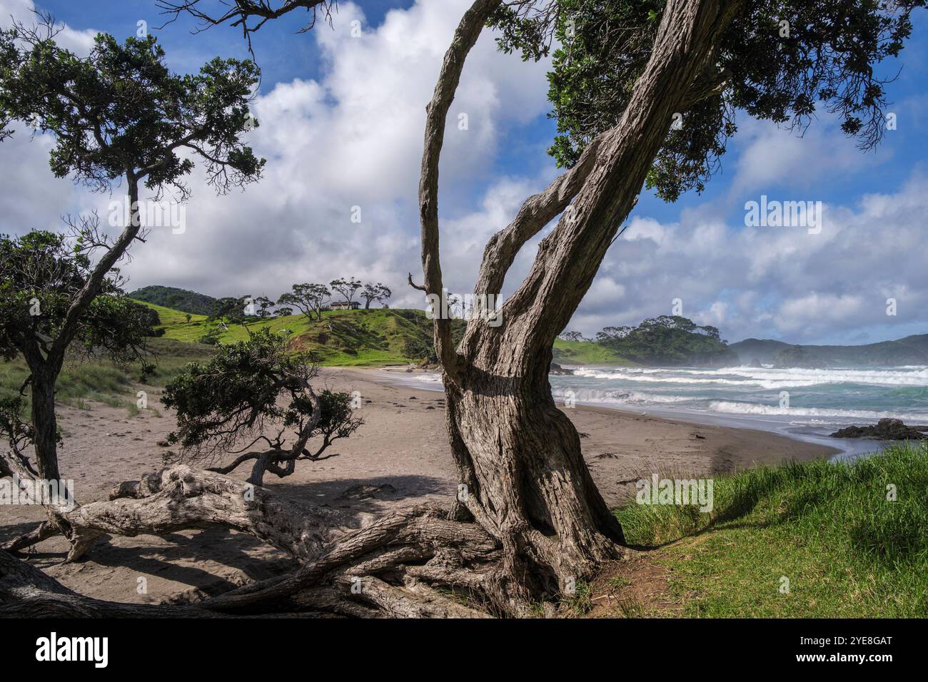 Elliot Bay, North Island, New Zealand Stock Photo - Alamy