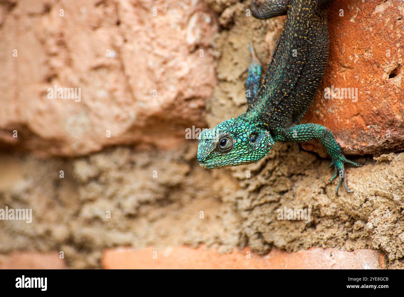 An Agama Lizard playing hide and seek with the camera in Kasangati ...