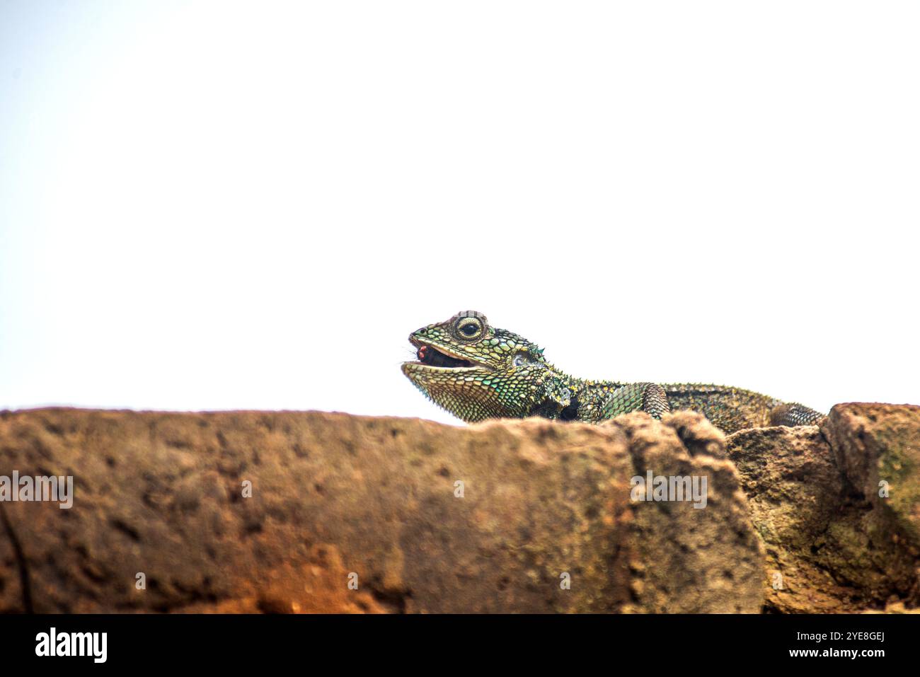 An Agama Lizard enjying an insect for breakfast in Kasangati, Kampala ...