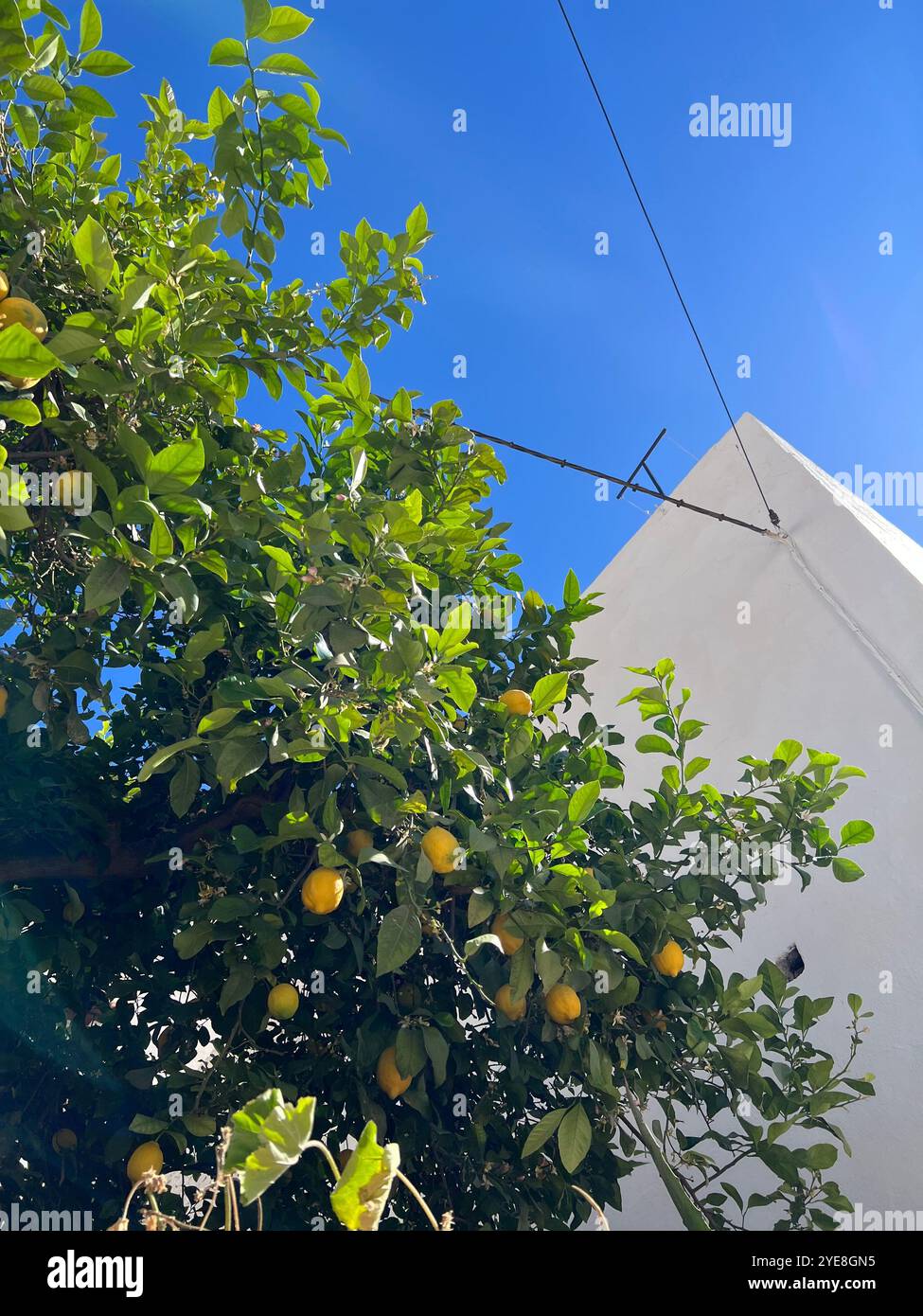 A lemon tree stands in front of a clear blue sky Stock Photo - Alamy