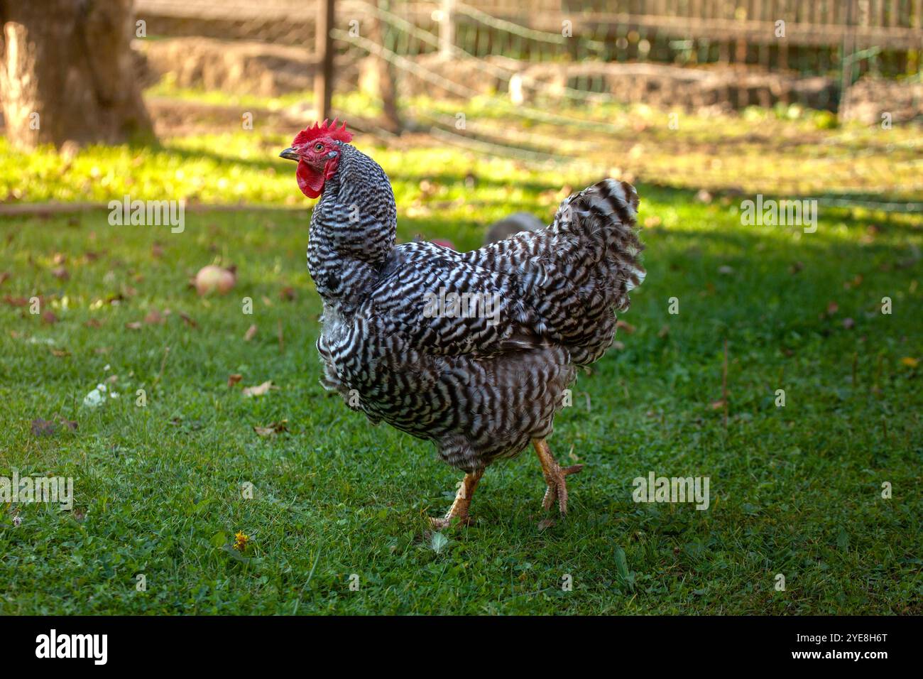 A "Amrock", chicken breed. Black and white colored chicken in a bavarian backyard / garden ...