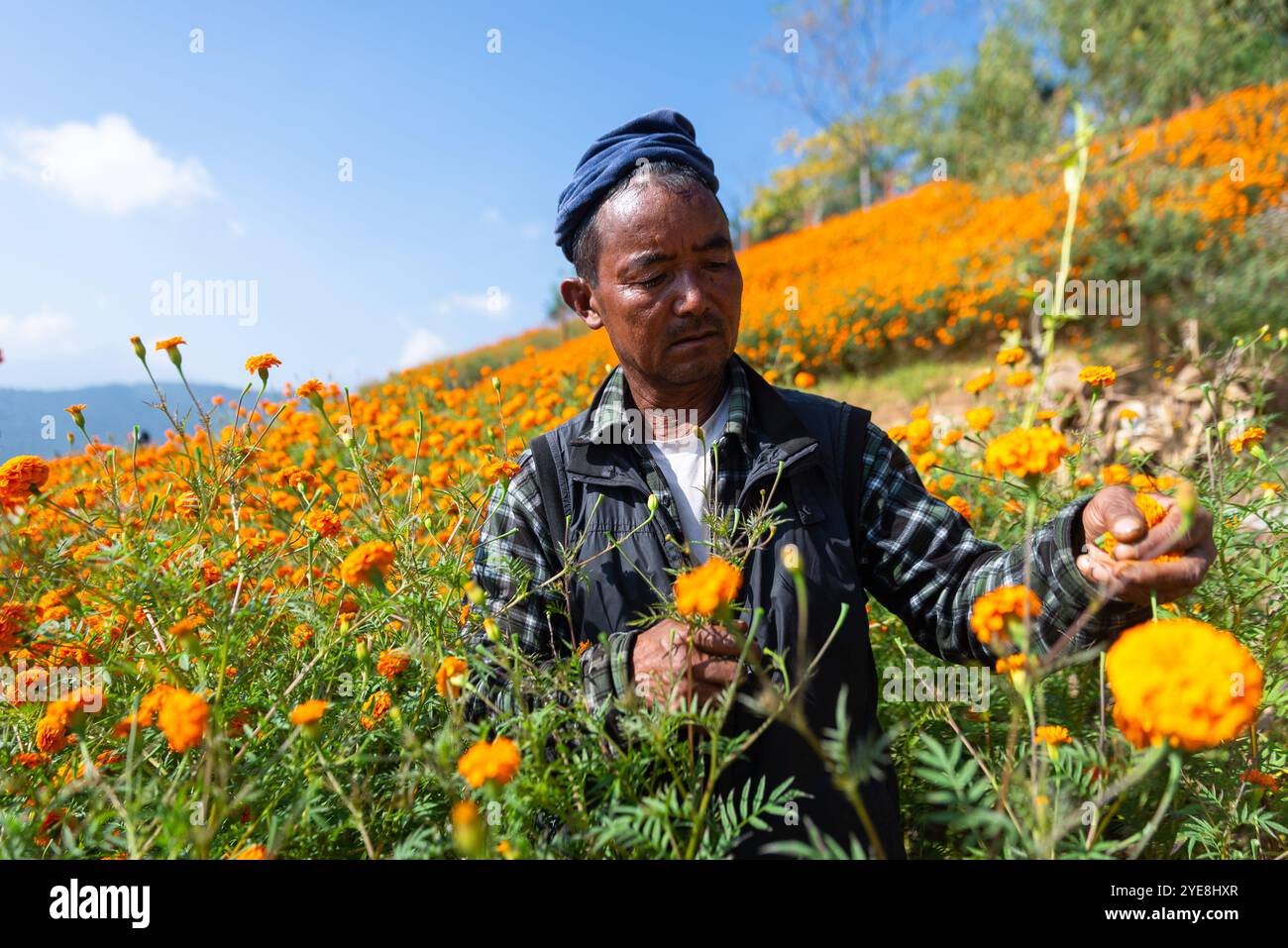 Kathmandu, Nepal. 30th Oct, 2024. A man picks marigold flowers for the ...