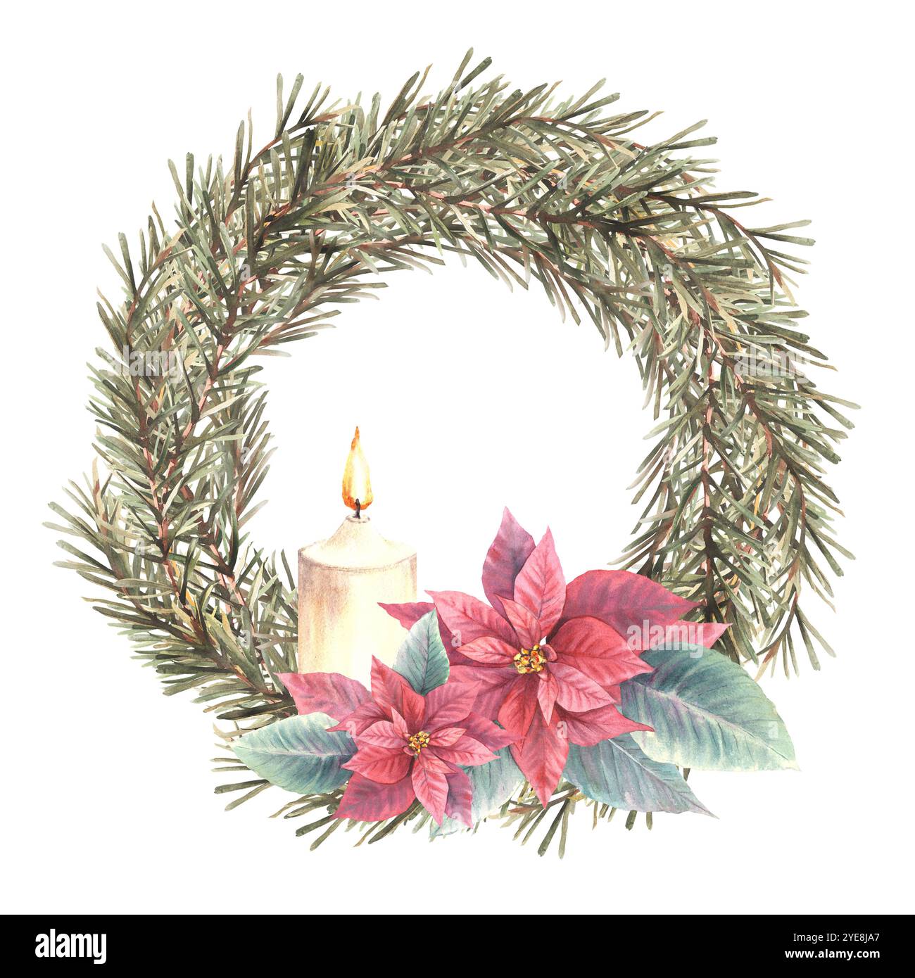 Christmas spruce branches evergreen advent wreath with red poinsettia ...