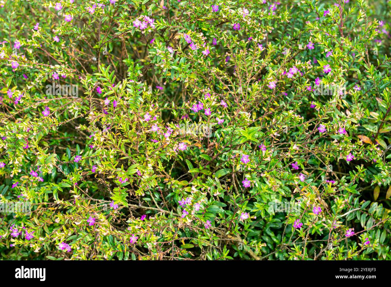 False Heather or Mexican heather, flower pattern is a hardy, commonly ...