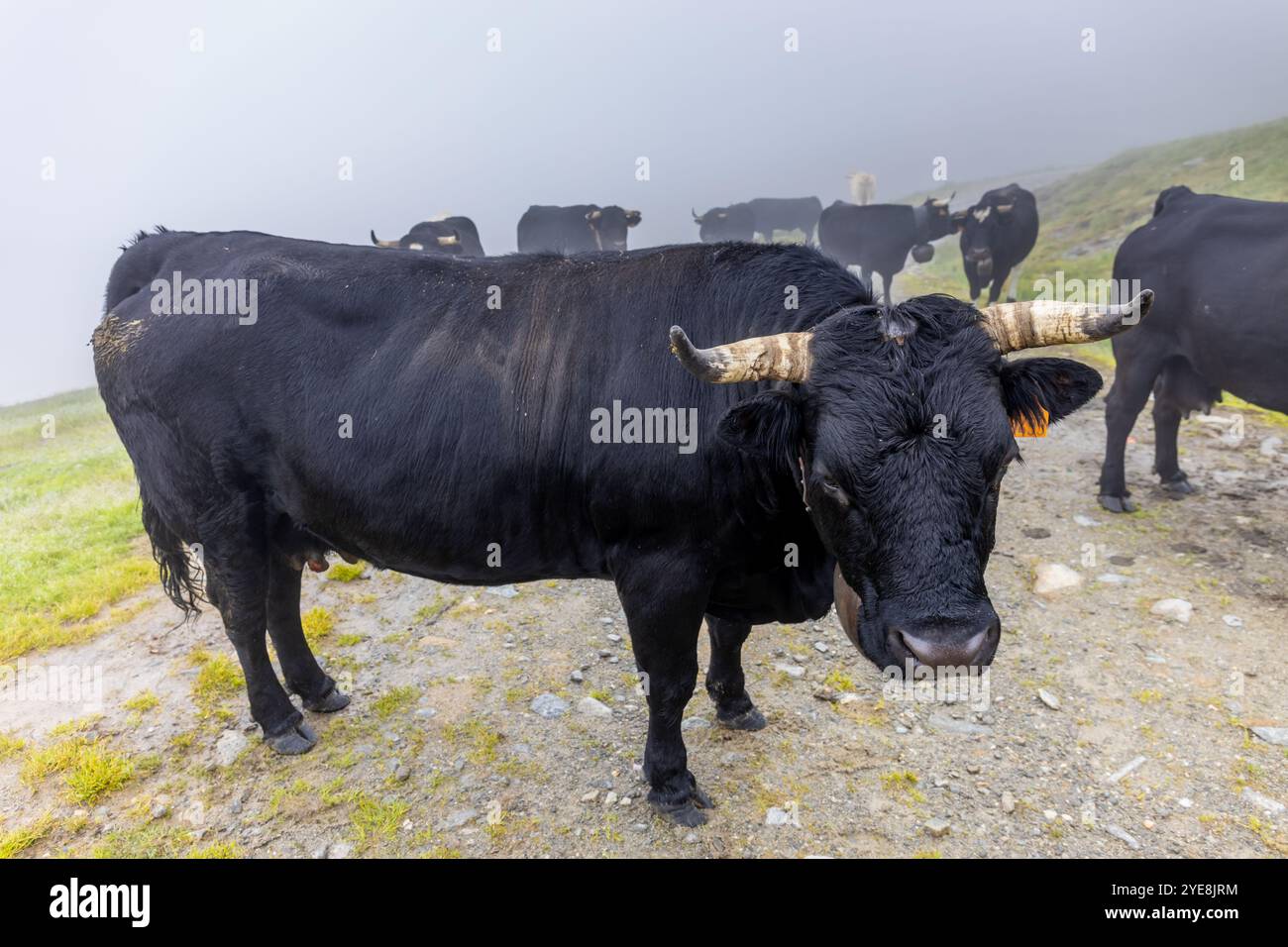 Cow on the alpine meadow, livestock in the mountains. Big cow lying and ...