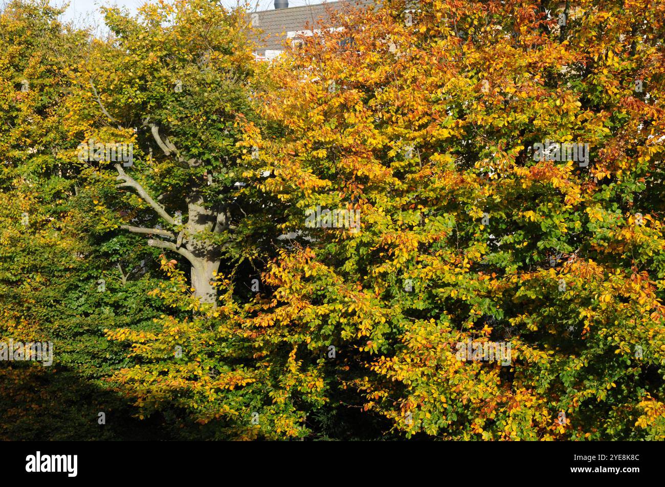 Copenhagen/ DenmarK/30 October 2024/ Yellow and brown leaves shows ...
