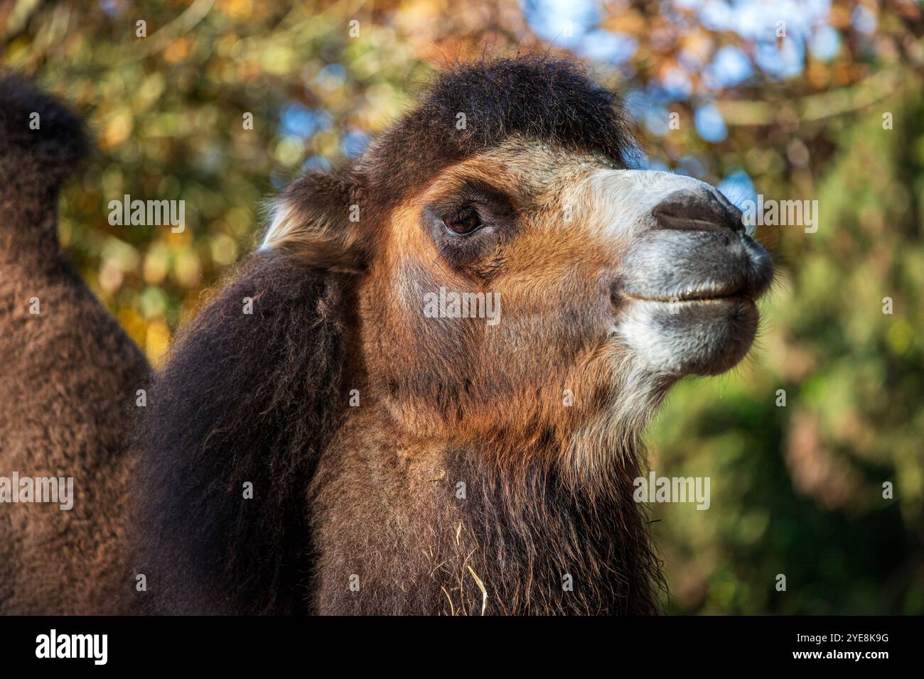 Portrait of adult domestic Bactrian camel, Camelus bactrianus, two ...