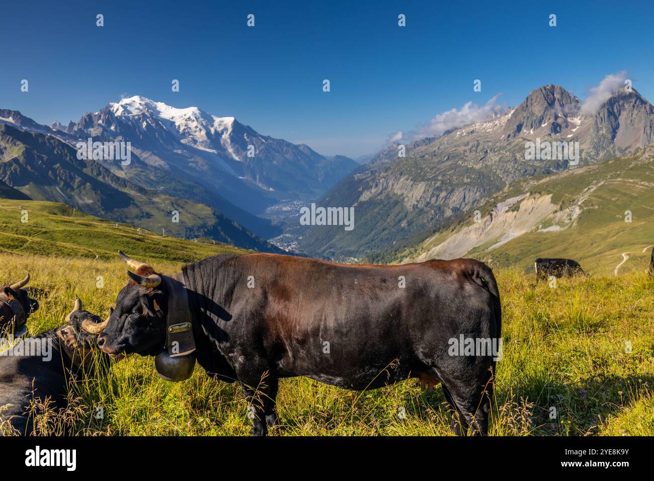 Cow on the alpine meadow, livestock in the mountains. Big cow lying and ...