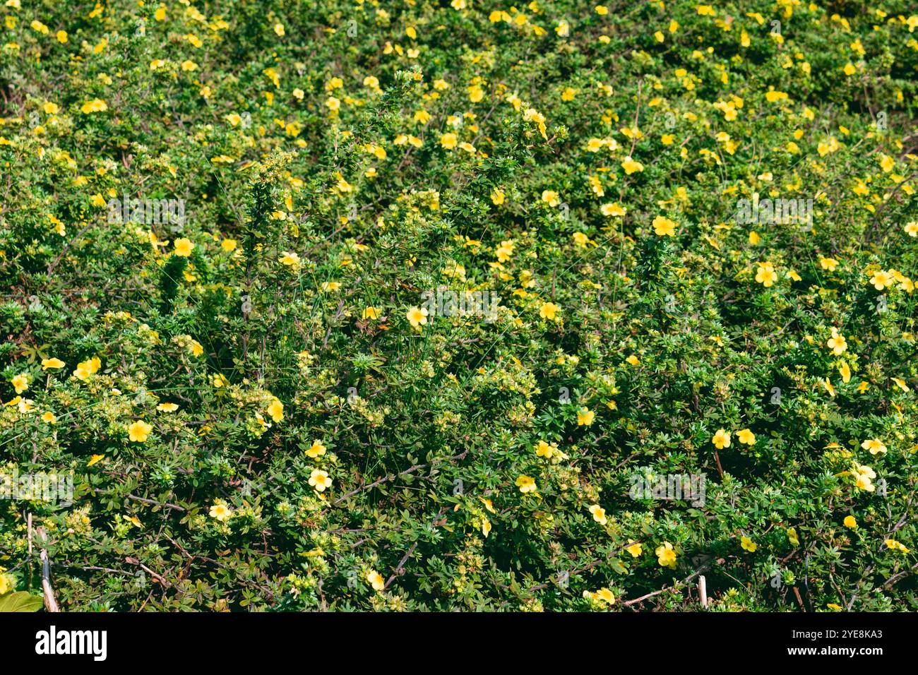 Yellow flowers of Dasiphora fruticosa. flowering shrub.Potentilla ...