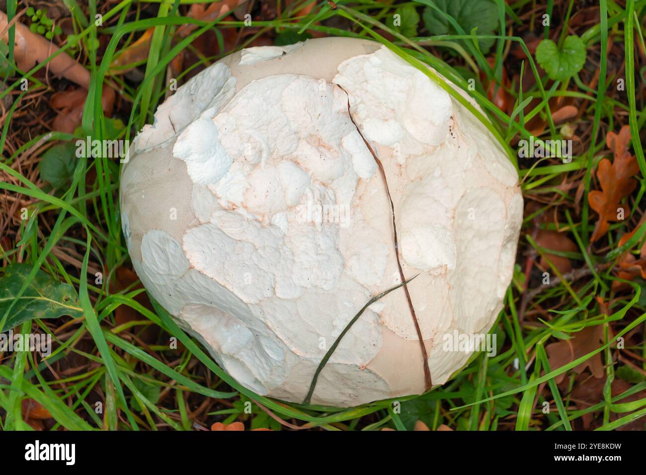 Giant white puffball mushroom hi-res stock photography and images - Alamy