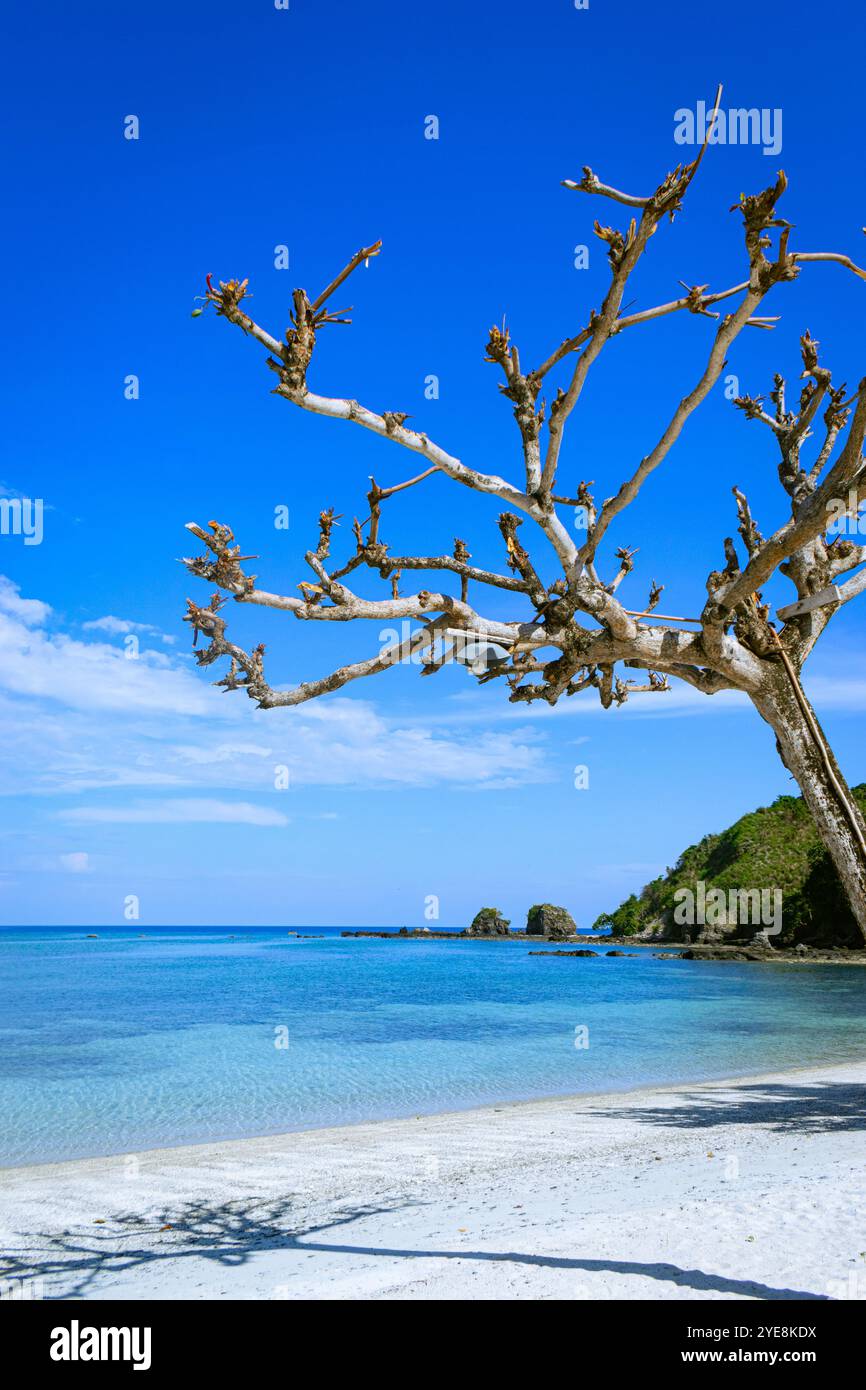Tropical white sand beach in a blue sky sunny day. Portrait. Aglicay ...
