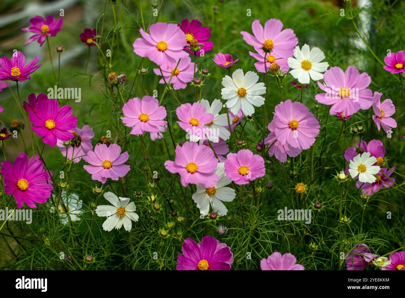 Cosmos are annual flowers with colorful, daisy like flowers that sit ...